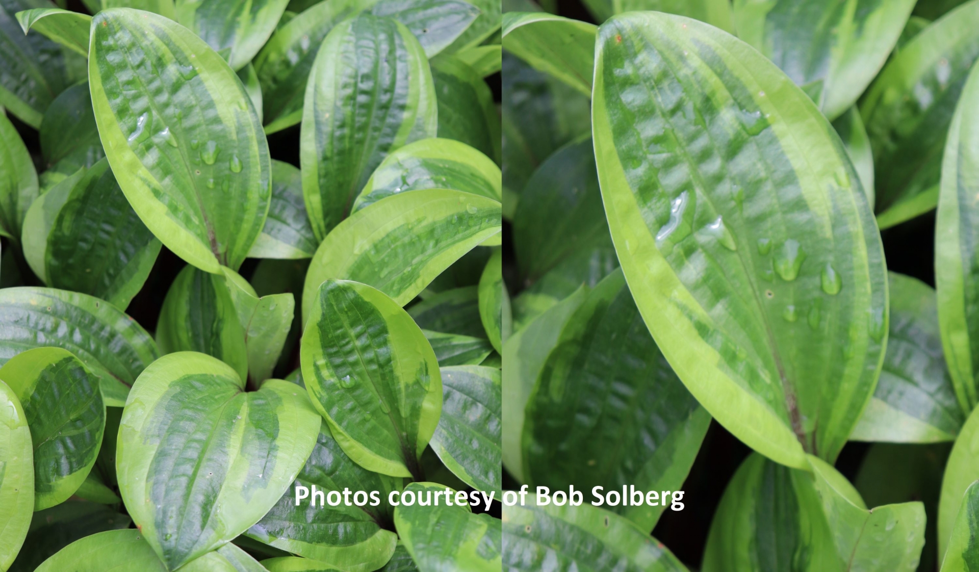 Hosta Catalogue | Giboshi Hill Hostas